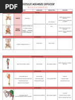 Tabla de M-Sculos Del Miembro Inferior | PDF | Sistema musculoesquelético | Anatomía humana