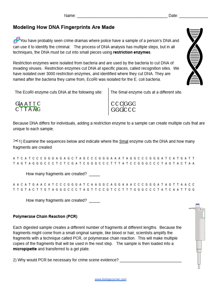 How Are DNA Fingerprints Made | PDF | Gel Electrophoresis | Restriction ...