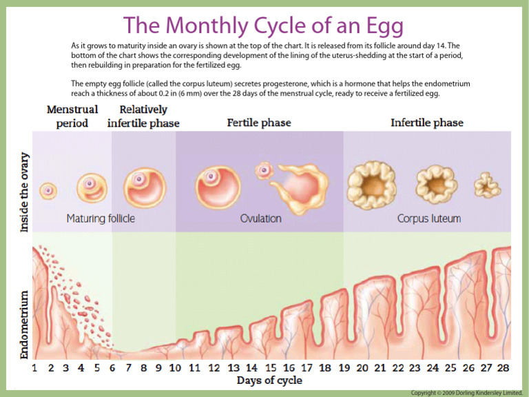 PDBD EggCycle 1 | PDF | Self-Improvement | Wellness