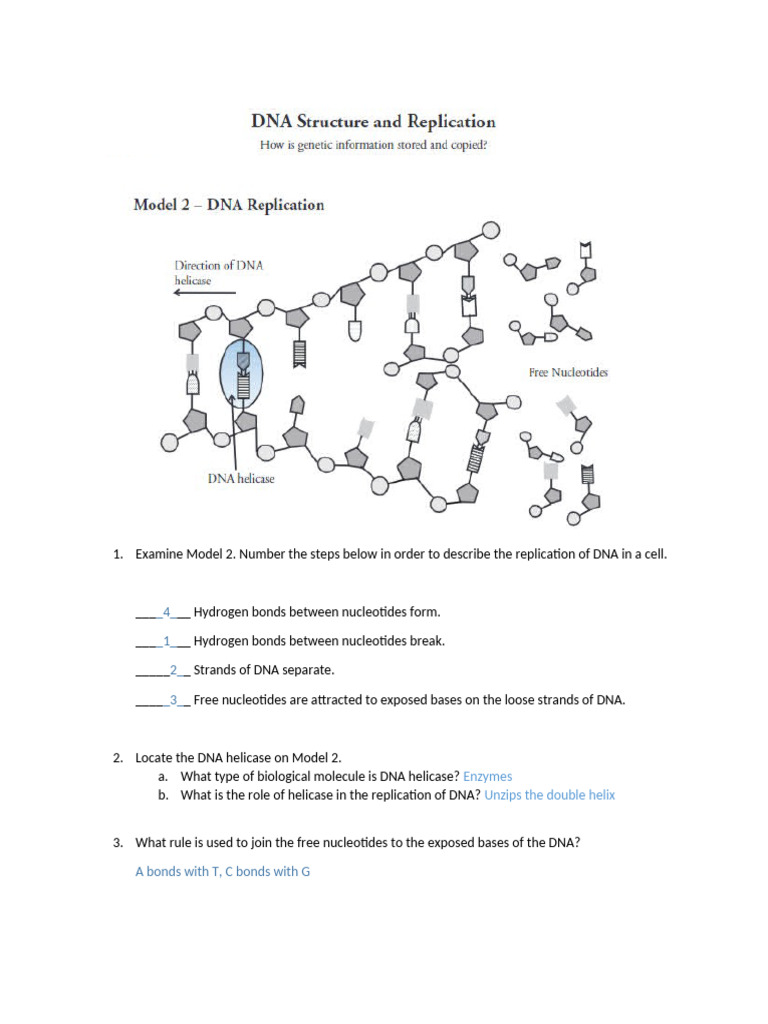DNA Structure and Replication Worksheet - Replication | PDF