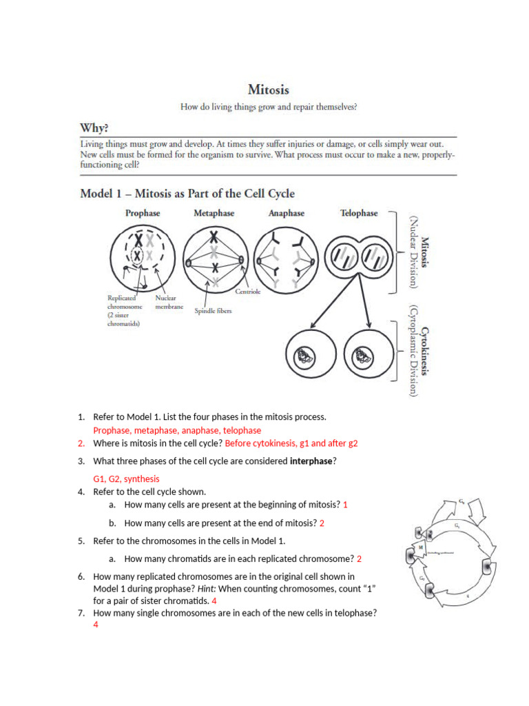 Mitosis Introduction WorksheetSUBMIT | PDF | Mitosis | Cell Cycle