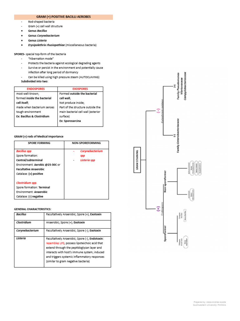 Gram Positive Bacilli Aerobes | PDF | Anthrax | Bacillus