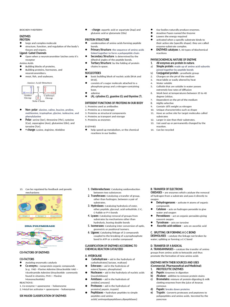 Biochem Midterm Pdf Dna Carbohydrates
