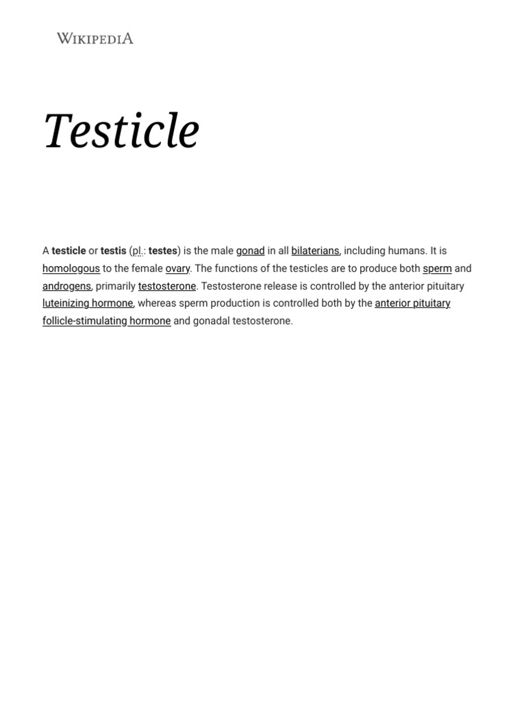 Testicle - Wikipedia | PDF | Testicle | Anatomy