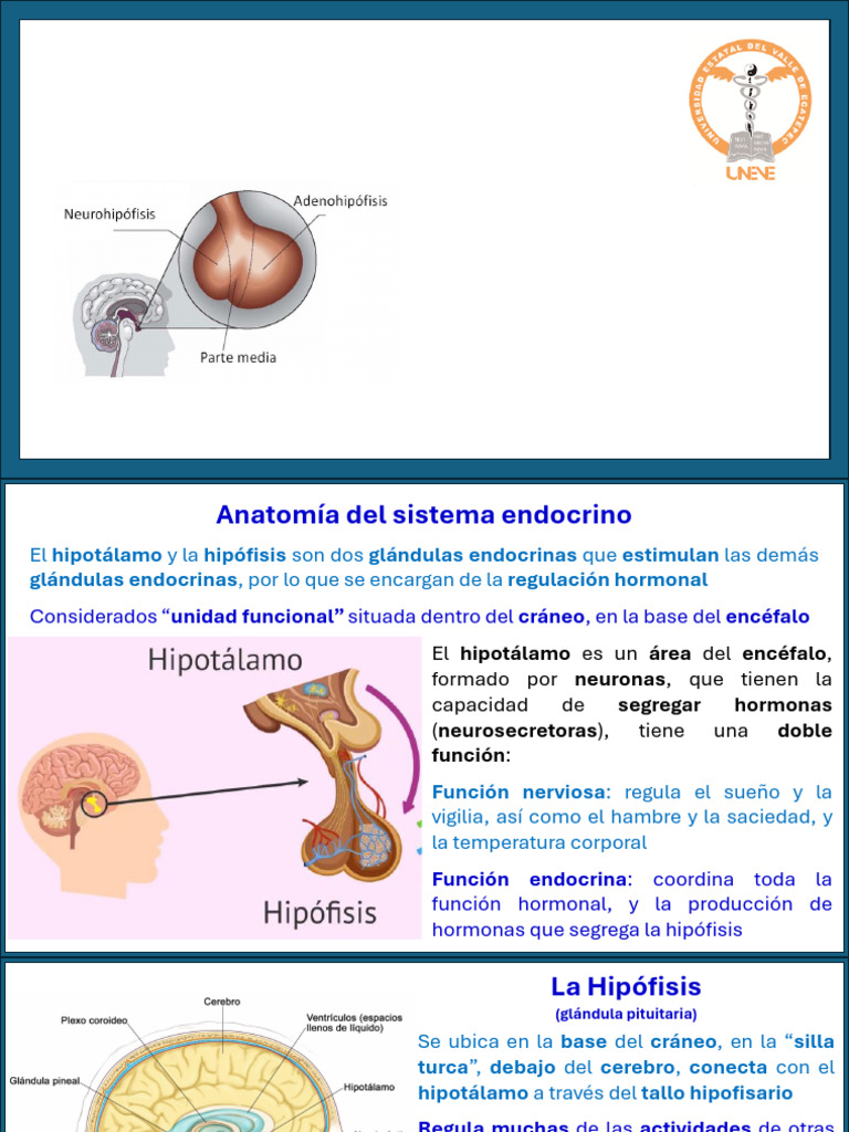 Anatomía y Funciones de la Hipófisis | PDF | Glándula pituitaria ...