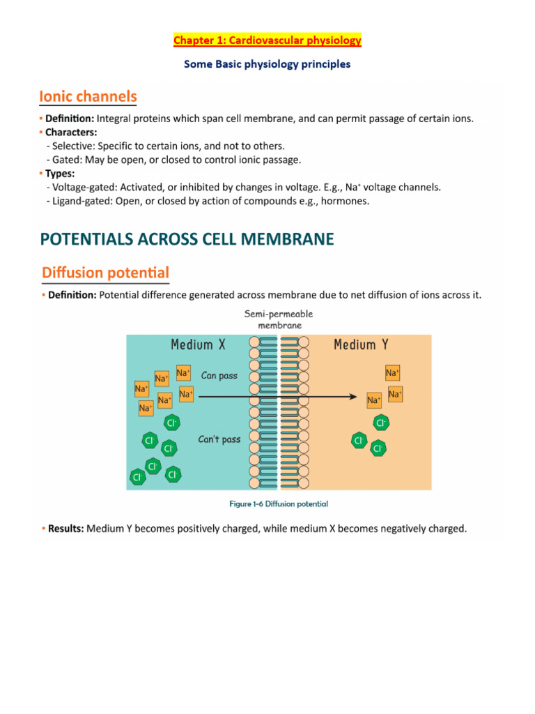 DR Ta7 Cardiovascular System Notes 2024 2zs | PDF | Blood Vessel | Heart