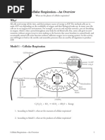 Answer Key Cellular Respiration Pogil | PDF | Cellular Respiration ...