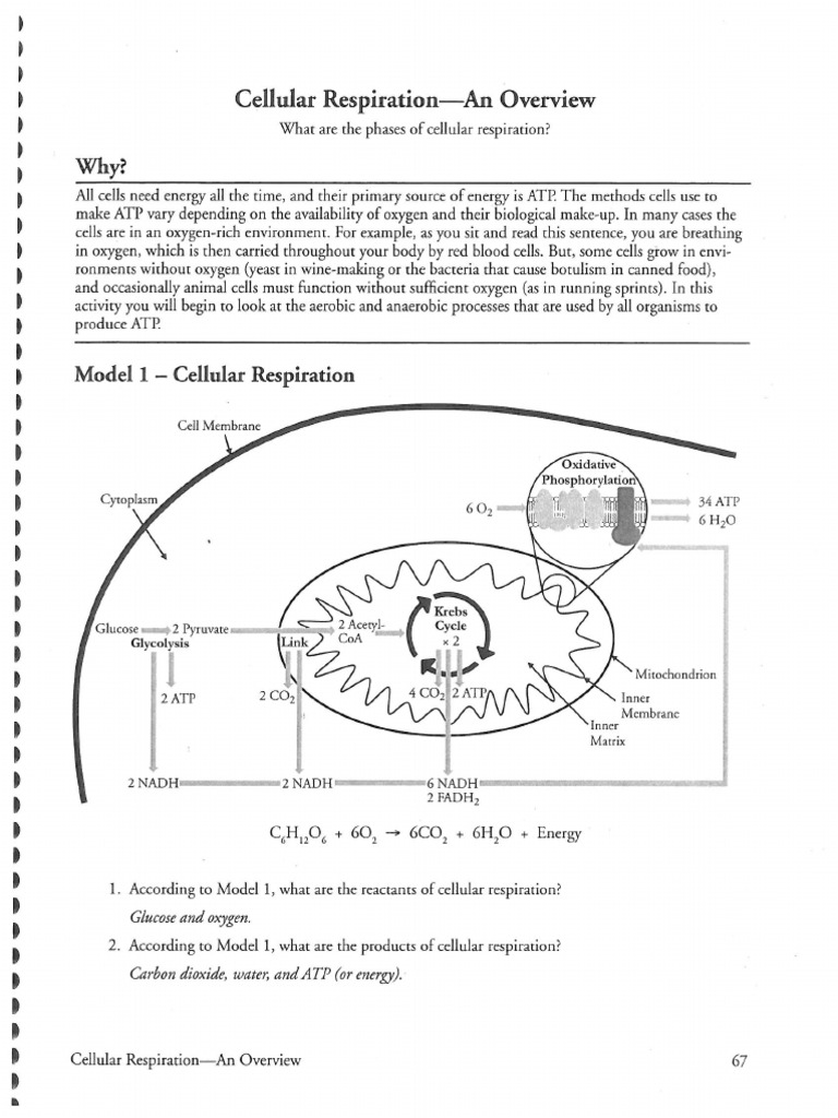 Cell Resp Overview Key | PDF