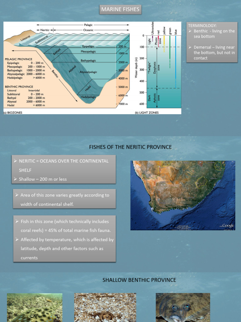 Fish of the neritic zone_2024 | PDF | Benthic Zone | Fish