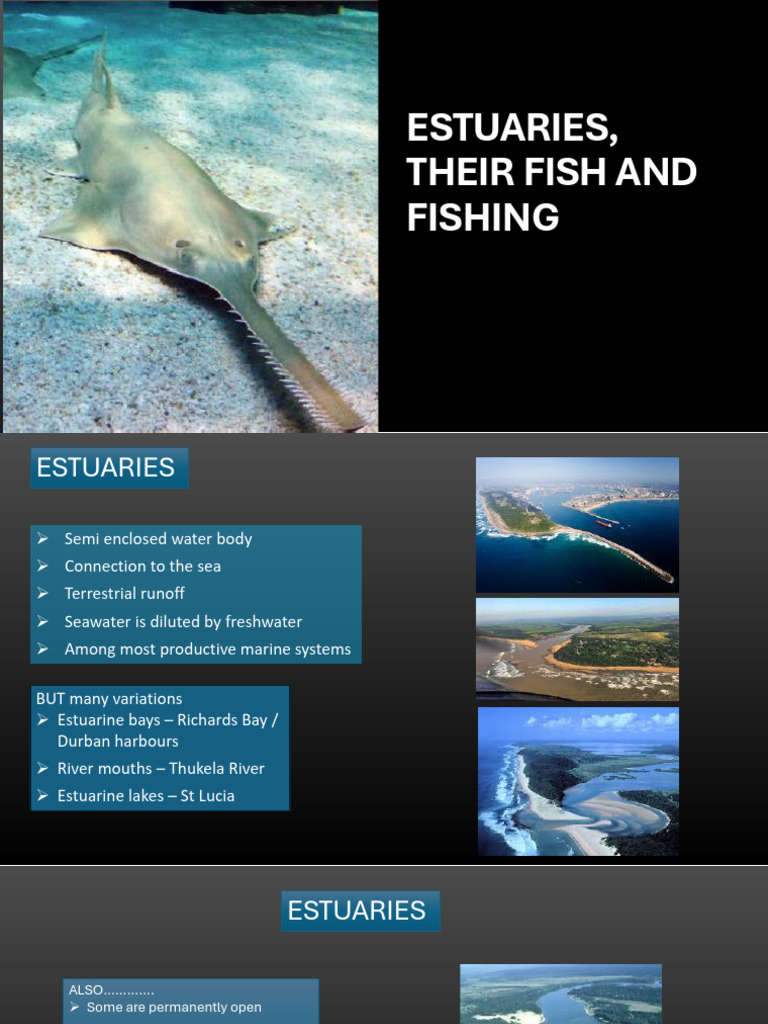 Estuarine Fish - 2024 | PDF