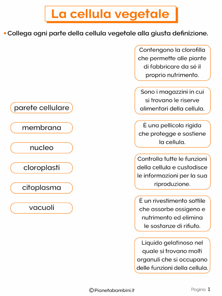 La Cellula Vegetale | PDF