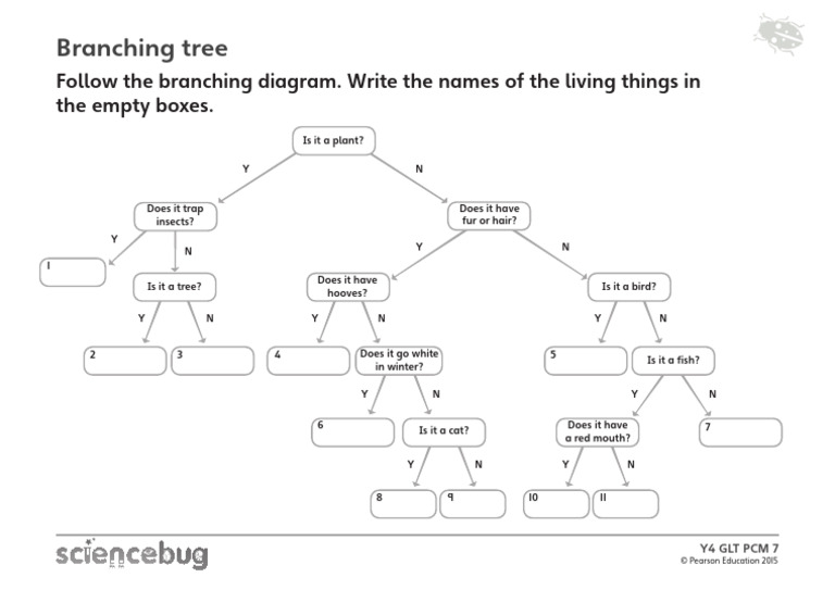 Y4 - GLT - Classification Key | PDF