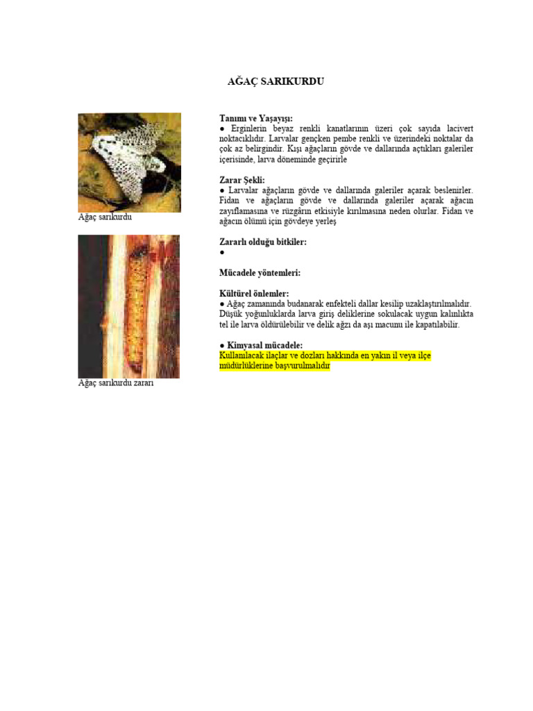 Agac Sarikurdu | PDF