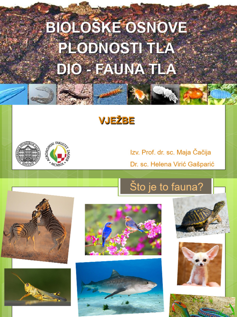 Fauna Tla 1. Vježba Morfologija | PDF