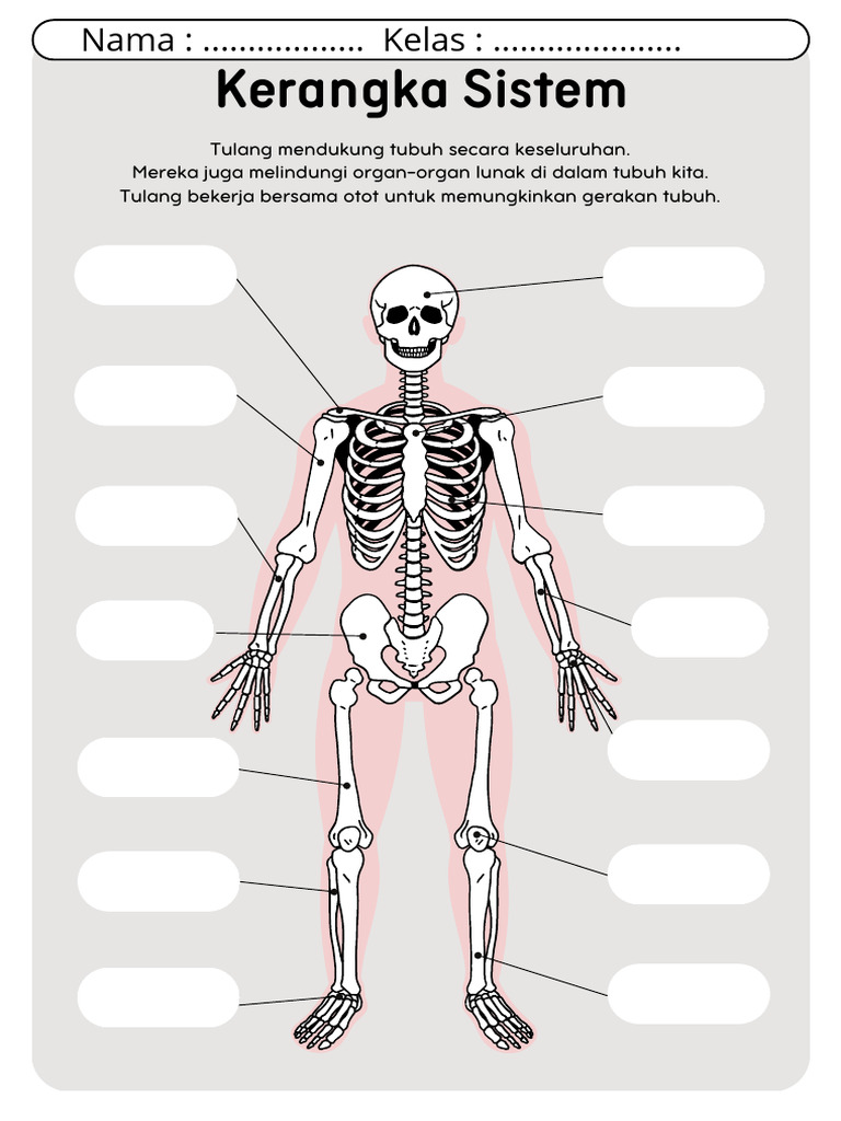 Gray Pink Skeletal System Educational Poster | PDF