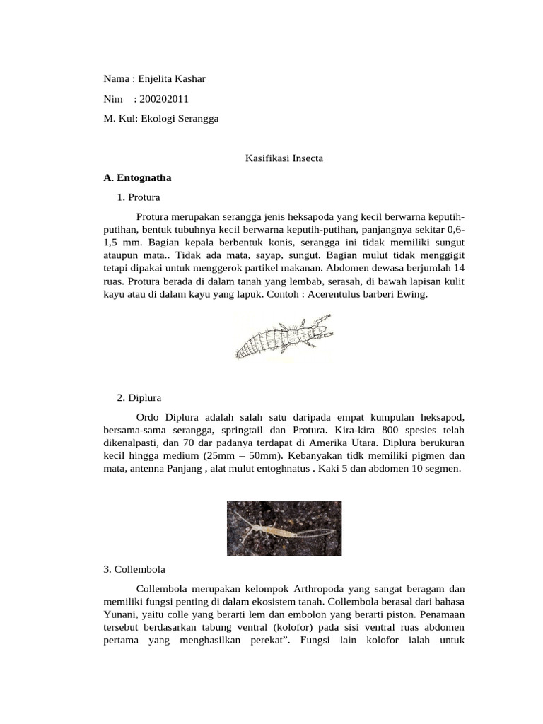 Klasifikasi Insecta | PDF