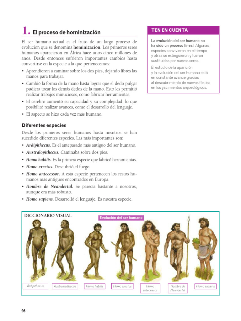 Ficha 1 "Proceso de Hominización" | PDF | Evolución humana | Homo