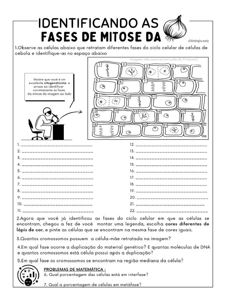Identificando as fases da mitose | PDF