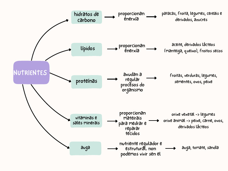 Nutrientes Esquema 6 Primaria | PDF