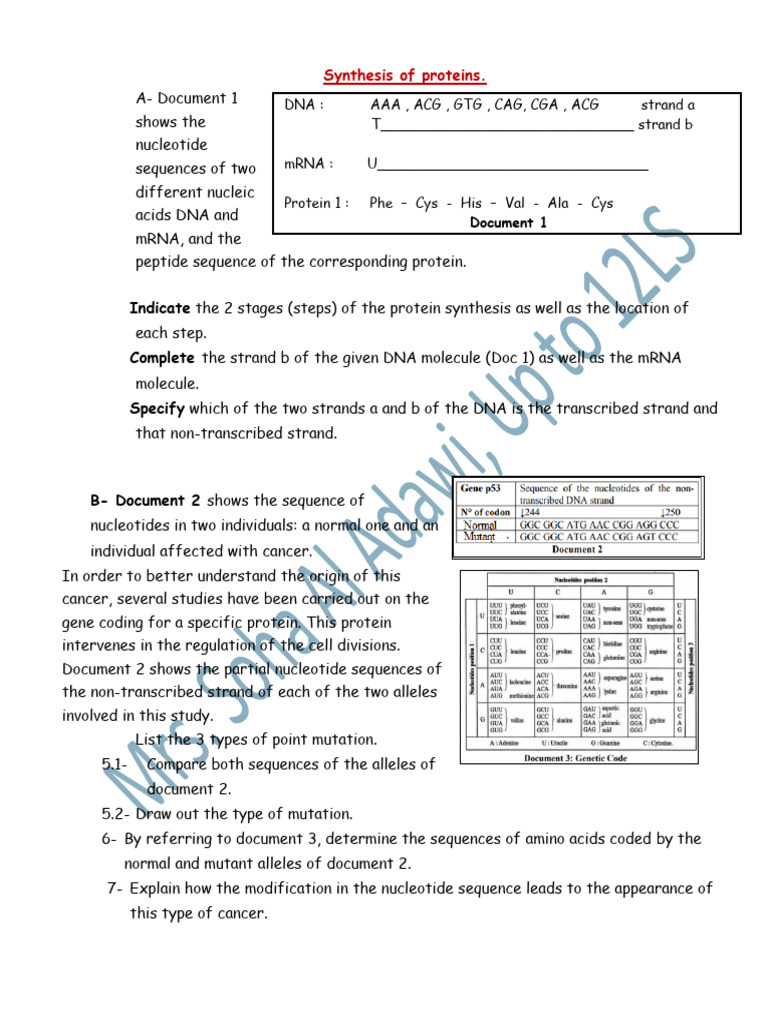 Synthesis of Proteins AND Mutation | PDF | Nucleic Acid Sequence ...