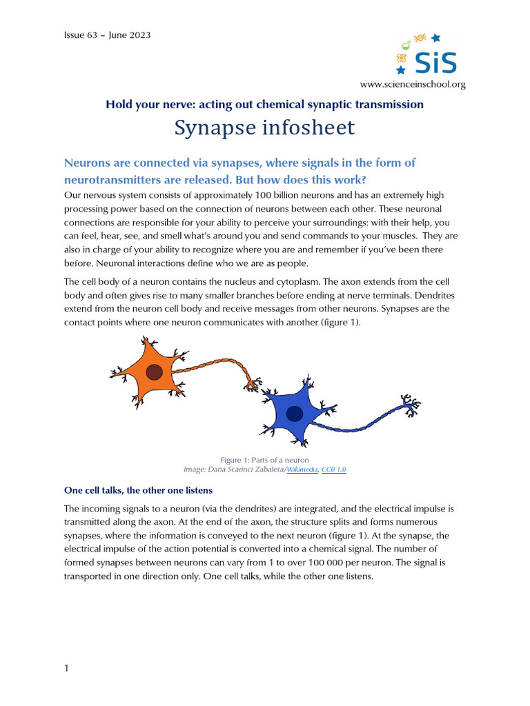 Roleplay Neurobiology Synapse Infosheet | PDF | Chemical Synapse | Neurotransmitter