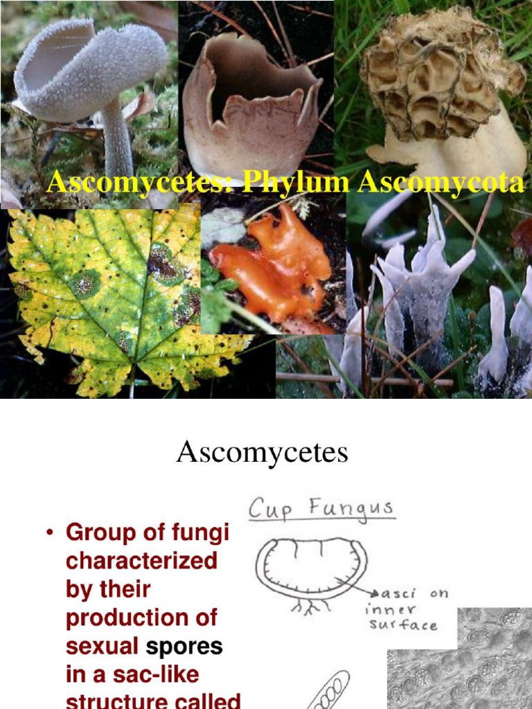 Ascomycota | PDF