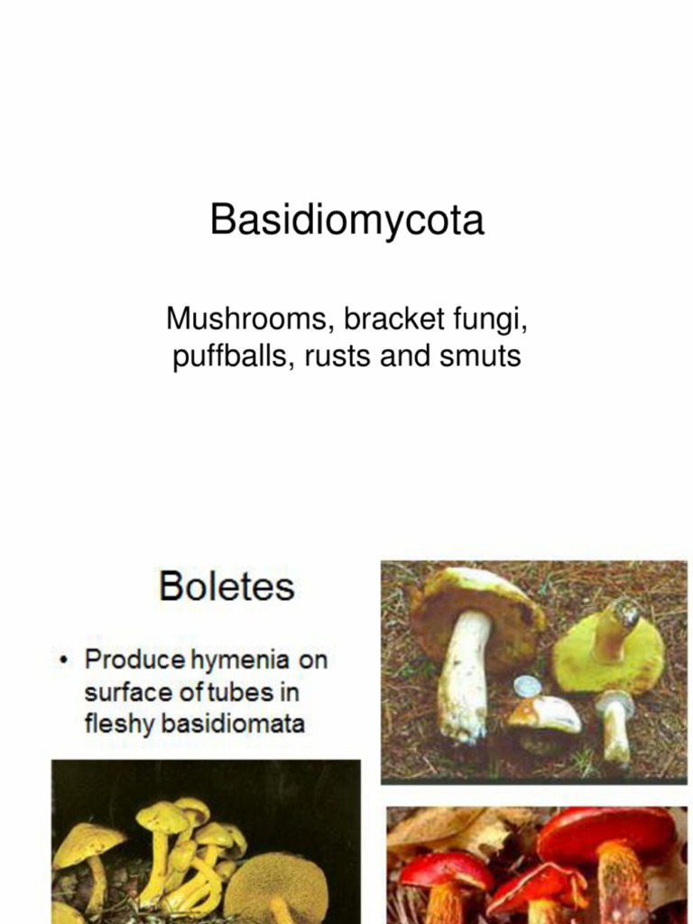 Basidiomycota | PDF