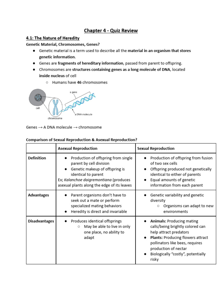 Chapter 4 - Quiz Review | PDF | Meiosis | Mitosis