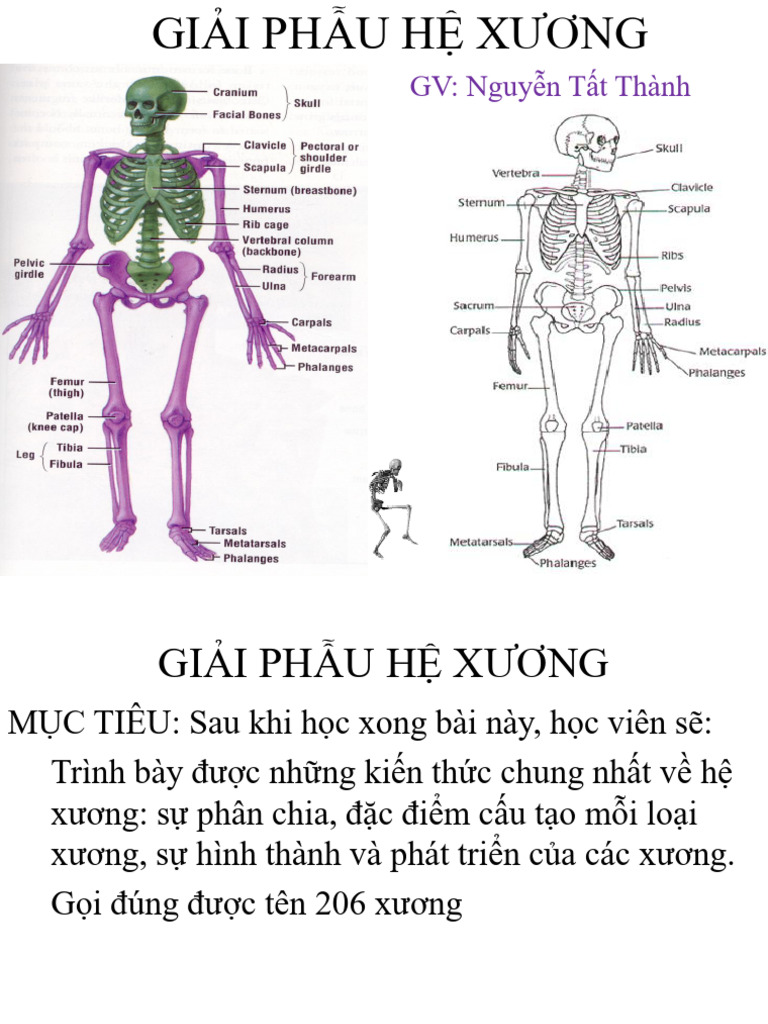 GIAI PHAU HE XUONG - DH Duoc | PDF