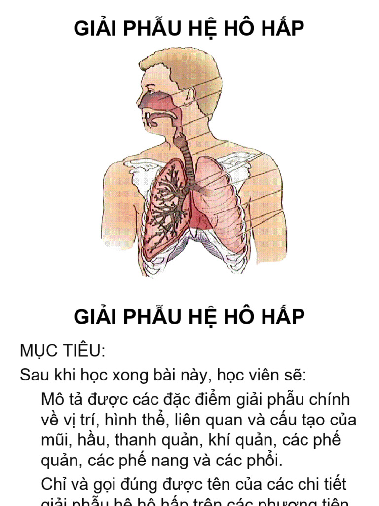 GIAI PHAU HE HO HAP - DH Duoc | PDF