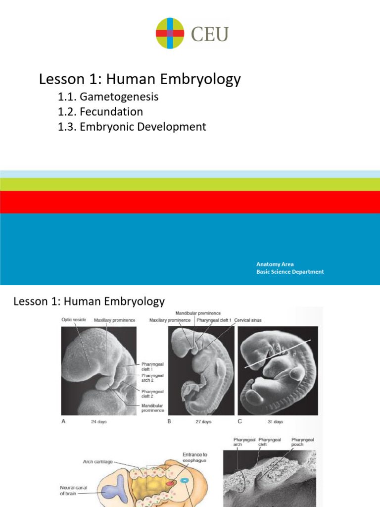 Embriology Luna Anatomy Notes | PDF | Meiosis | Reproduction