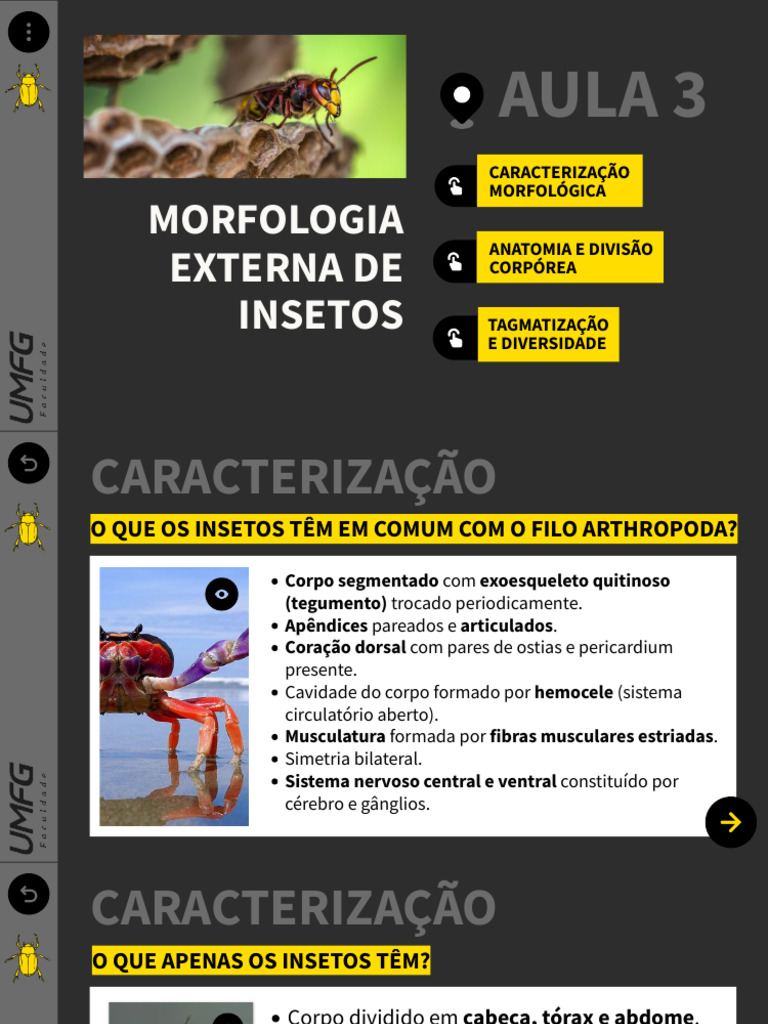 Morfologia Externa de Insetos: Anatomia e Características | PDF ...
