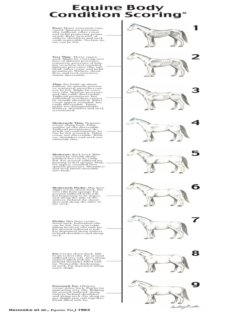 Equine_Body_Condition_Scoring henneke | PDF | Vertebra | Skeletal System