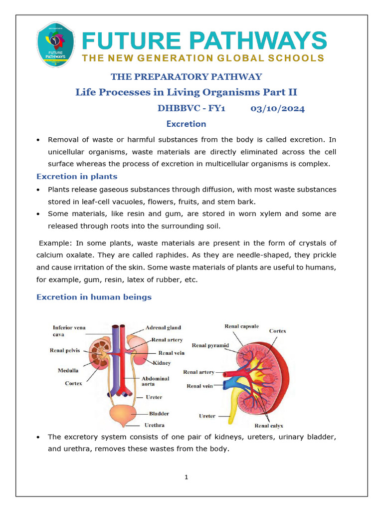 Life Processes in Living Organisms FY1 | PDF | Neuron | Central Nervous System