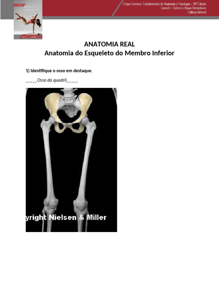 09_Anatomia do Esqueleto do Membro Inferior | PDF