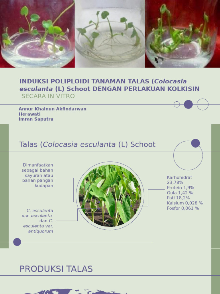 Induksi Poliploidi Tanaman Talas | PDF