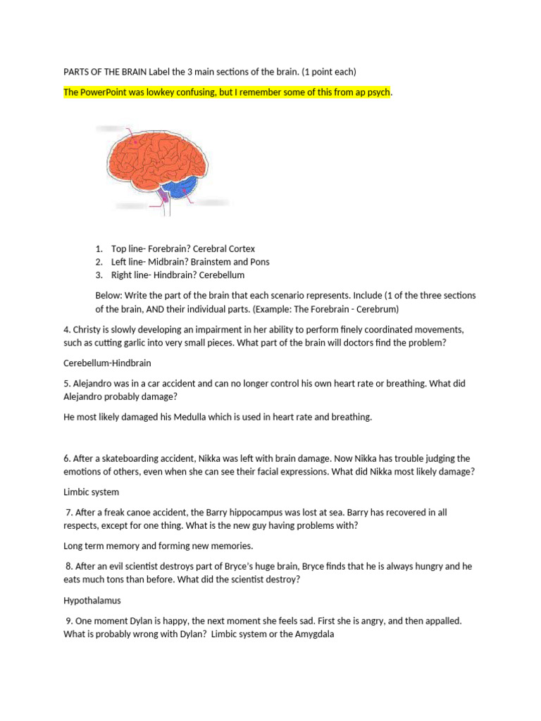 Parts of the Brain | PDF | Brain | Cerebellum