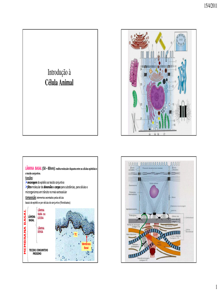 Aula 1na-Tec Epit Revest e Gland | PDF | Epitélio | Anatomia