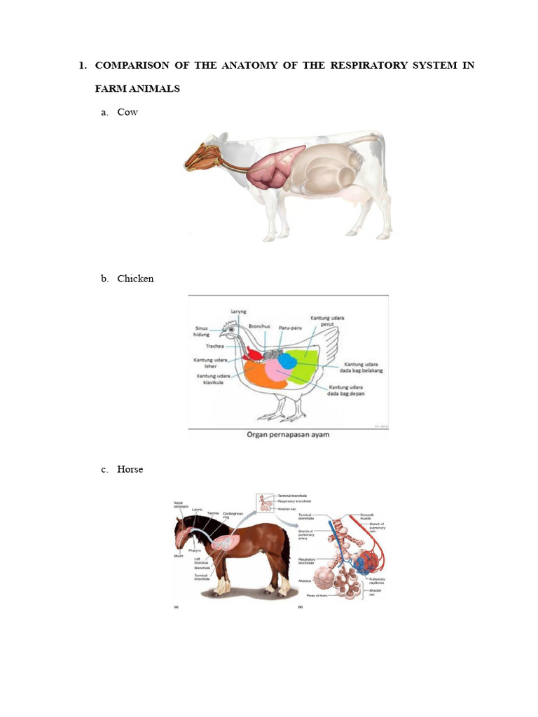 Picture Respiratory System | PDF