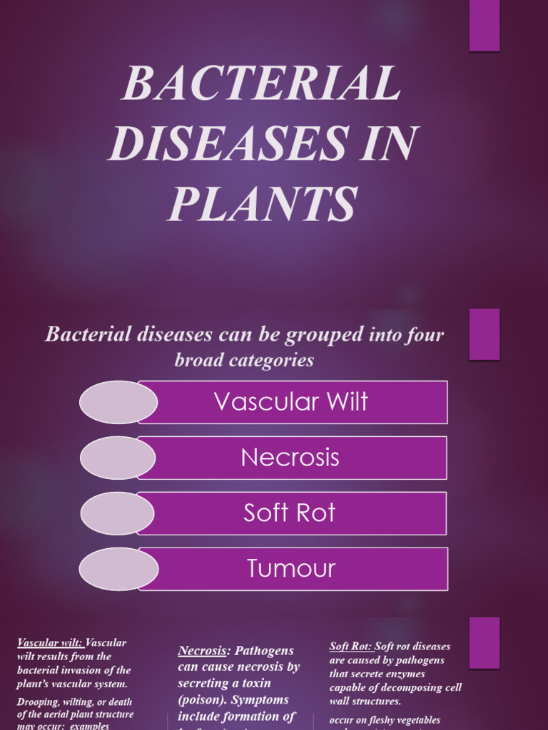 Bacterial Diseases In Plants Pptx Pdf Microbiology Diseases And