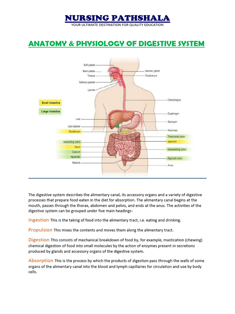 Digestive System (Anatomy & Physiology) | PDF | Stomach | Esophagus