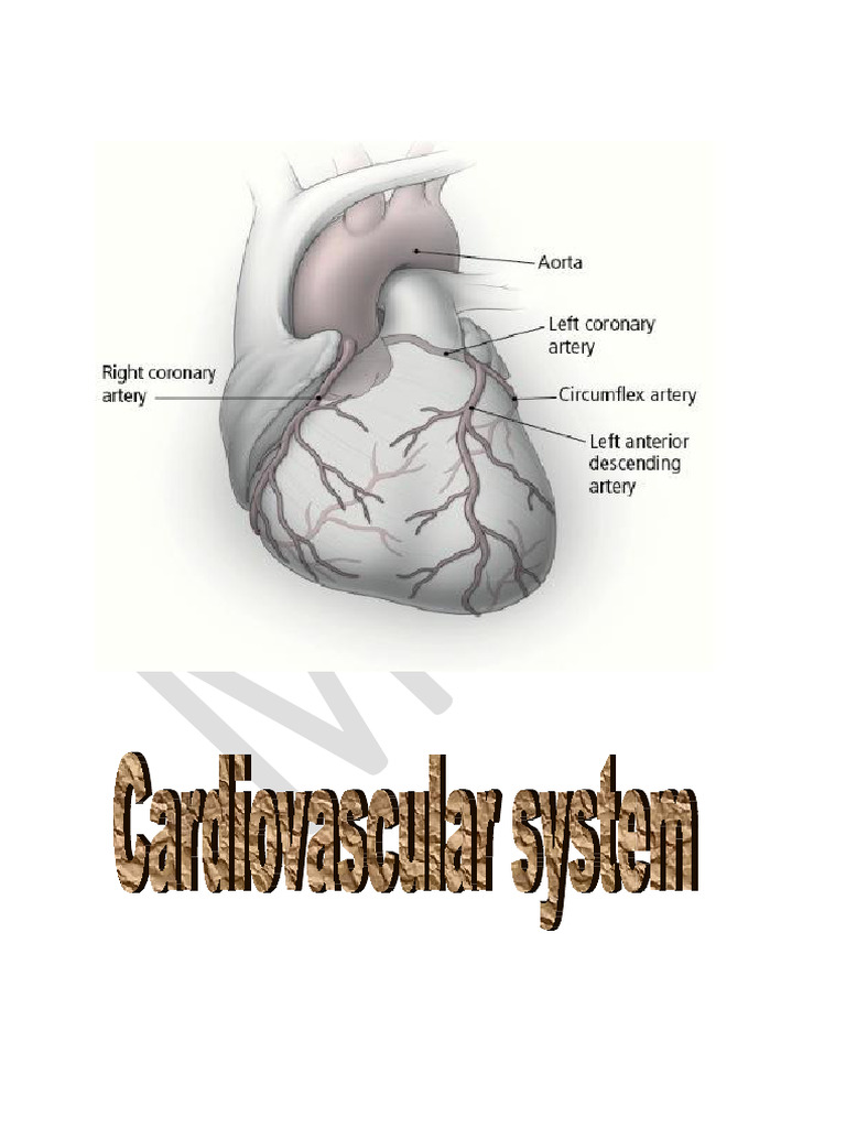 Physio by DR - Maher (CVS) (Heart) | PDF | Heart Valve | Atrium (Heart)