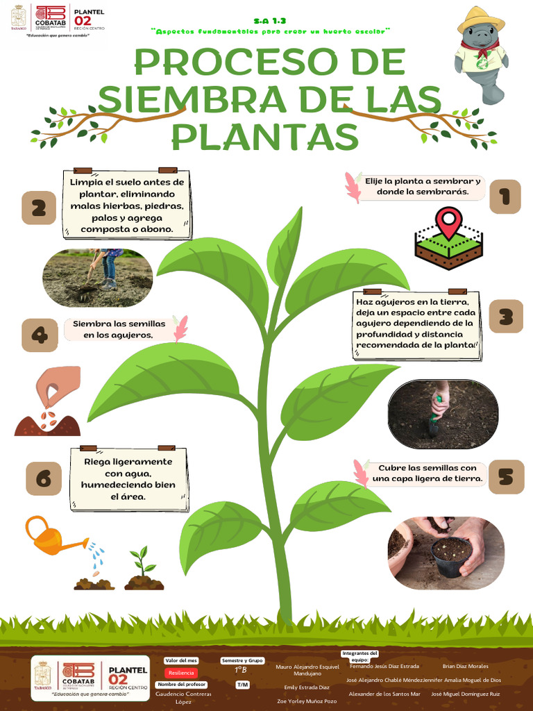 Proceso de Siembra de Plantas | PDF | Siembra | Técnicas hortícolas