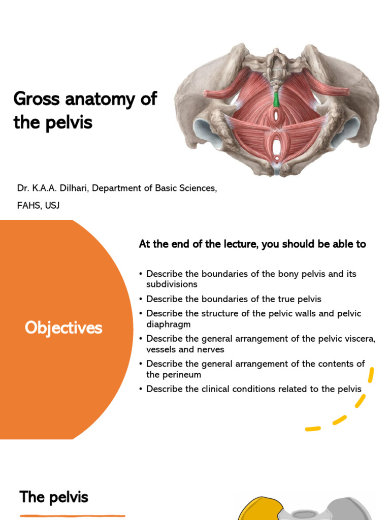 Gross anatomy of pelvis | PDF | Pelvis