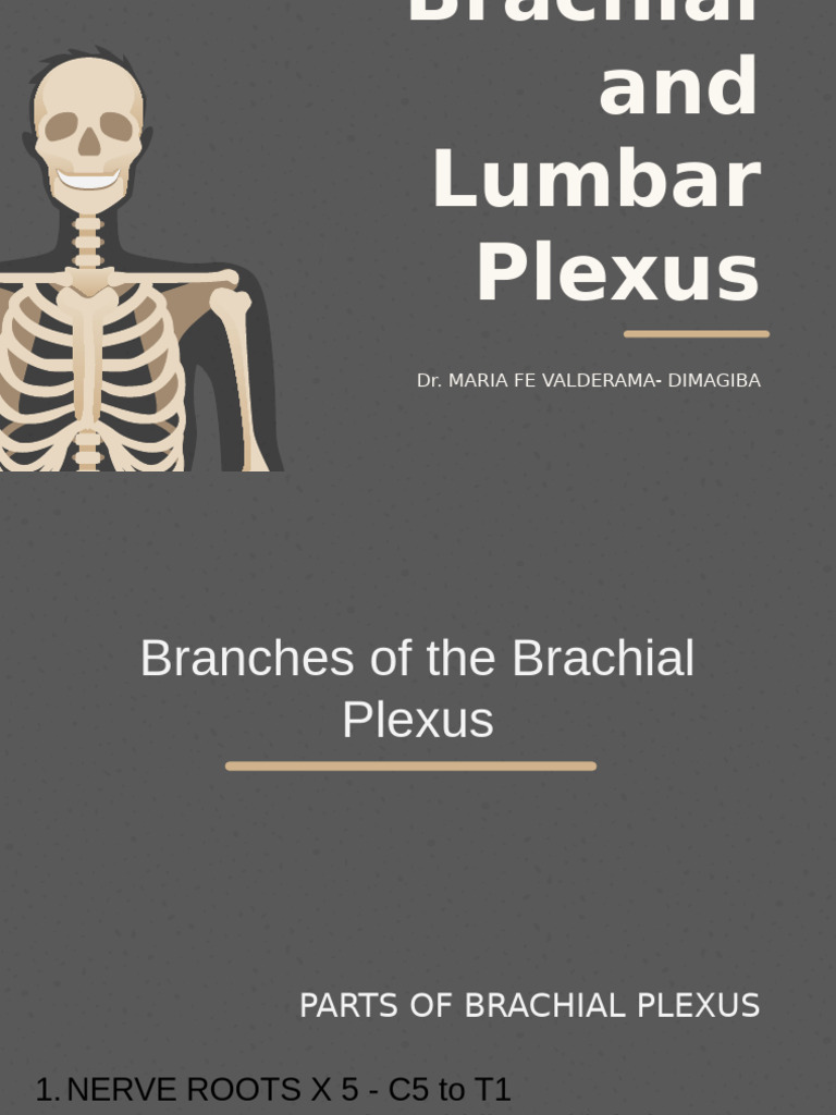 Brachial and Lumbar Plexus Overview | PDF