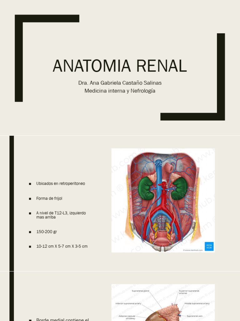 Anatomia Renal | PDF | Riñón | Anatomía