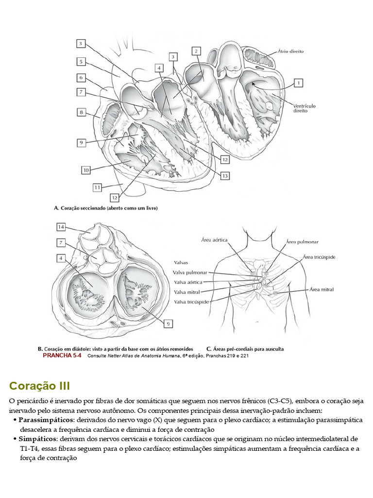 Sistema Cardiovascular Netter Anatomia para Colorir 2ed | PDF | Coração ...