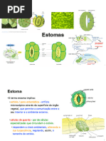 Estomas e Plastídeos: Estrutura e Função | PDF | Fotossíntese | Estoma