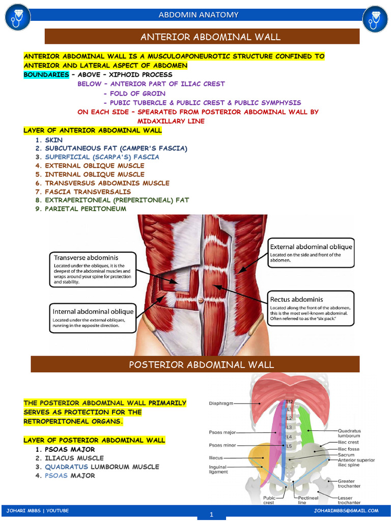 Anatomy of the Inguinal Canal | PDF | Peritoneum | Abdomen