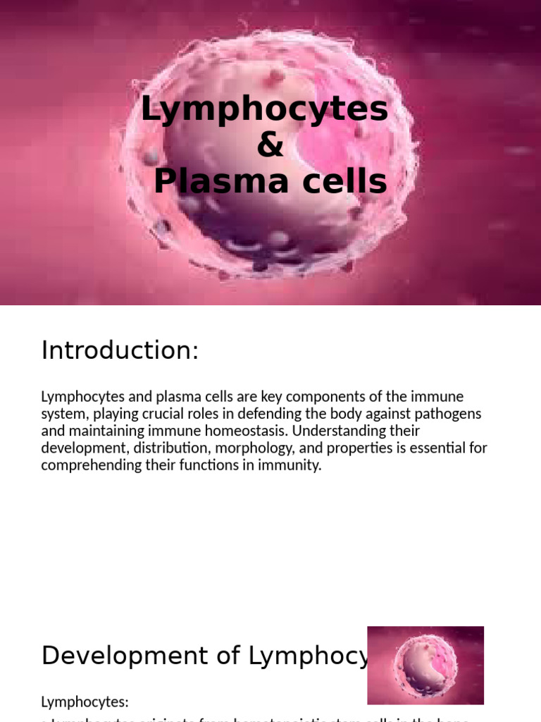 Lymphocytes and plasma cells | PDF | Lymphocyte | Lymphatic System